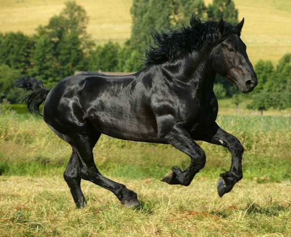 Legenda o Vran-kamenu - Impuls Portal