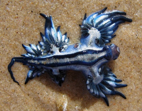 Glaucus atlanticus, Morska Lasta ili Plavi Zmaj - Impuls Portal