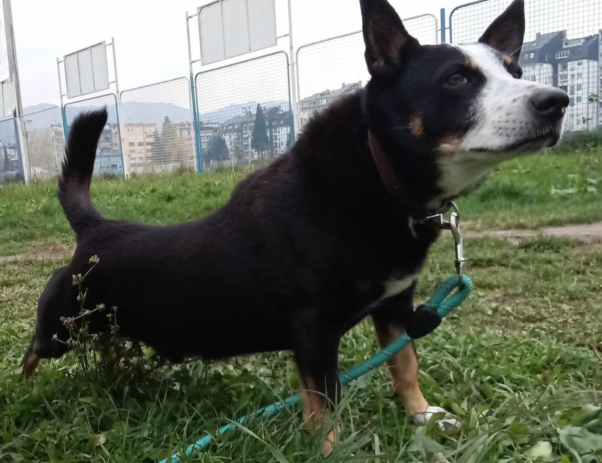 Voće koje može da bude otrovno za pse - Impuls Portal